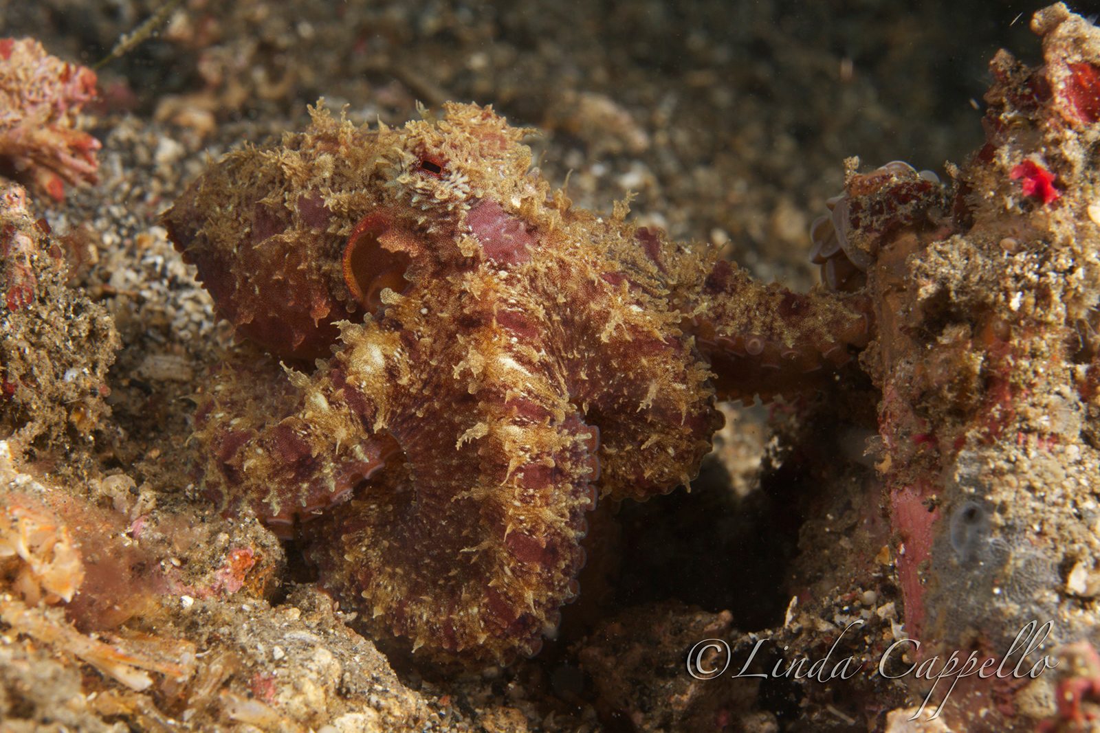 Are this "hairy" octopi already described?