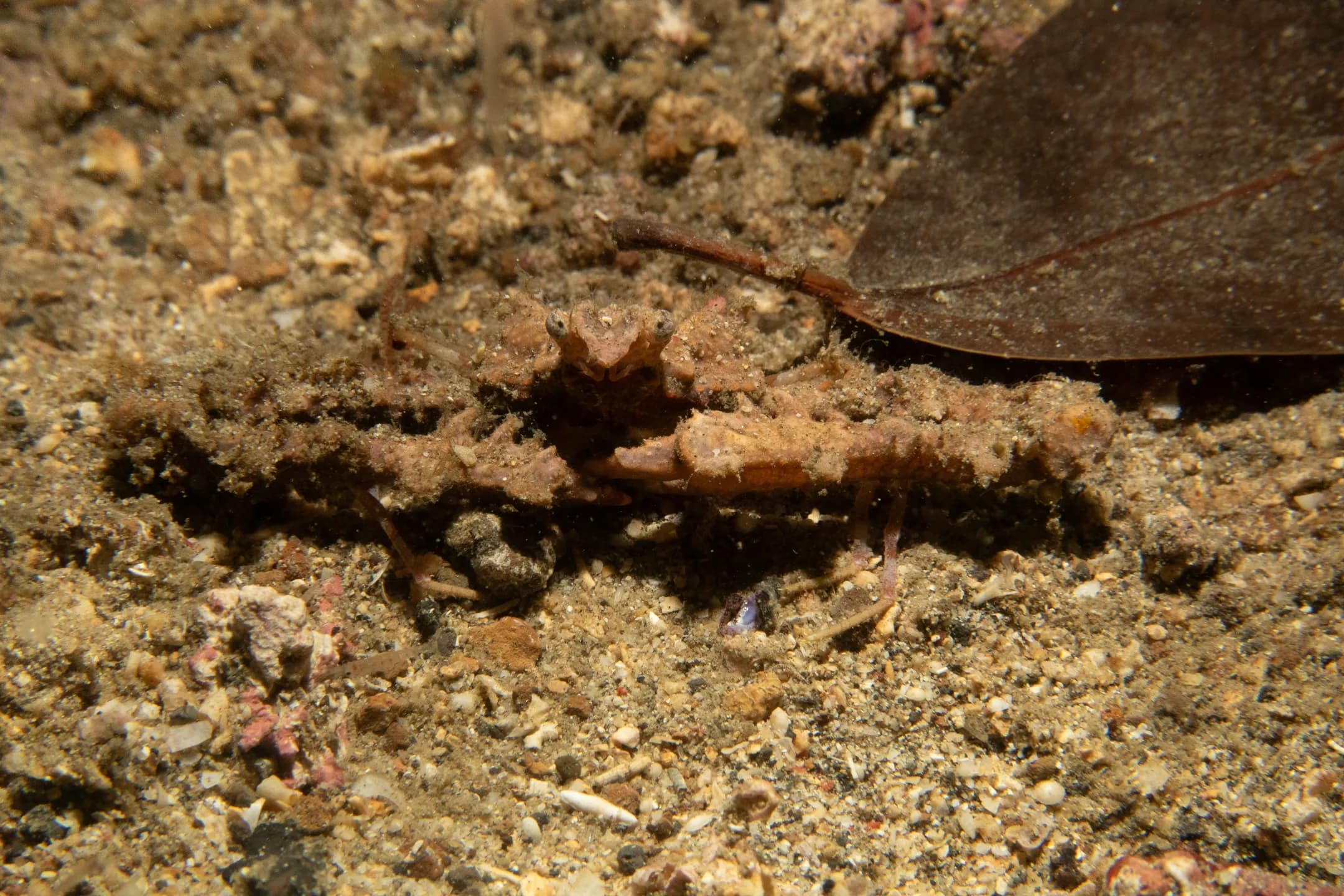 Elbow Crab - Lembeh Resort - Sulawesi's Premier Luxury Diving Resort