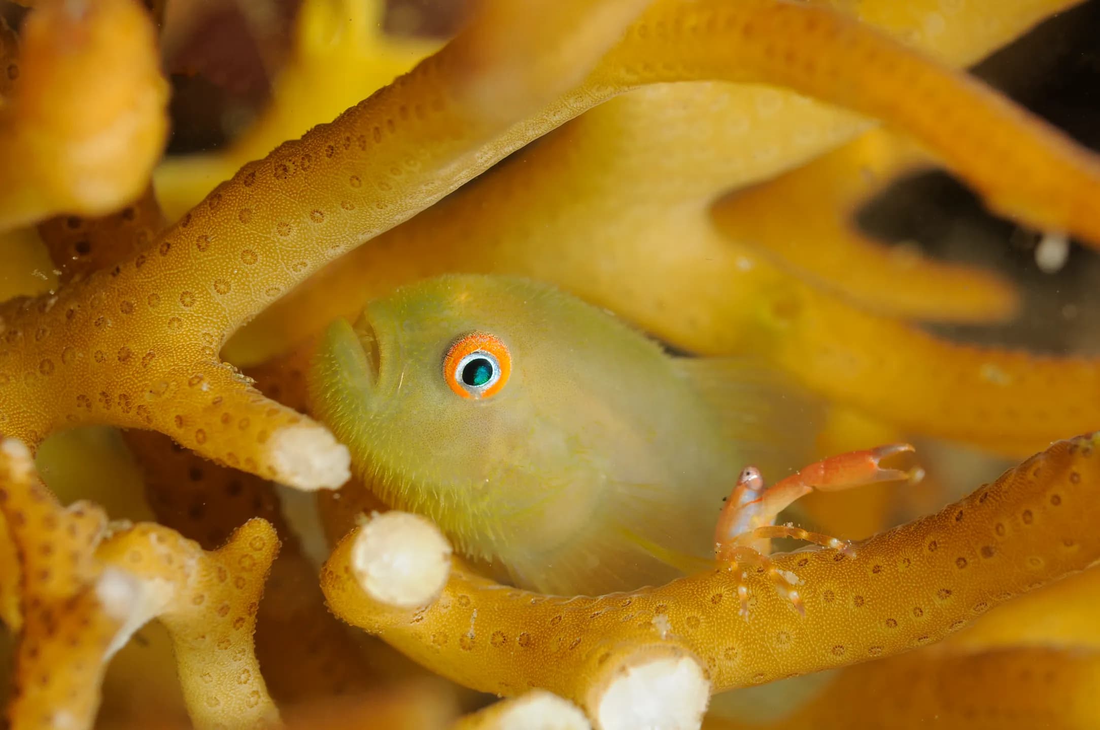Emerald Coral Goby - Lembeh Resort - Sulawesi's Premier Luxury Diving ...