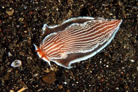 Dermatobranchus Rubidus Nudibranch - Lembeh Resort