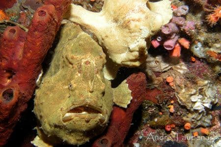 giant frogfish trap