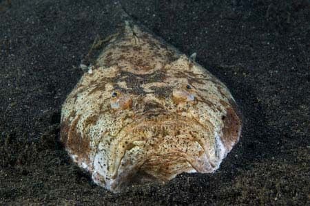 Reticulate Stargazer (Uranoscopus sp.) | Lembeh Resort