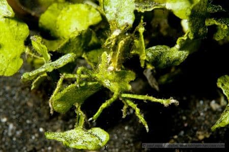 Halimeda crab - Lembeh Resort - Sulawesi's Premier Luxury Diving Resort