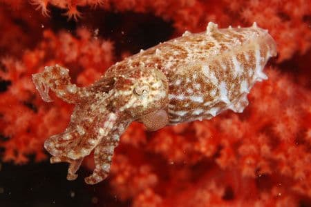dwarf cuttlefish care