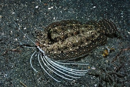 Cockatoo Flounder (Samaris cristatus) | Lembeh Resort