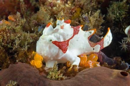 clown frogfish