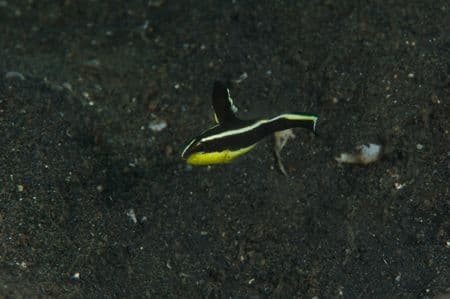 Diagramma pictum - Spotted Painted Sweetlips - Lembeh Resort