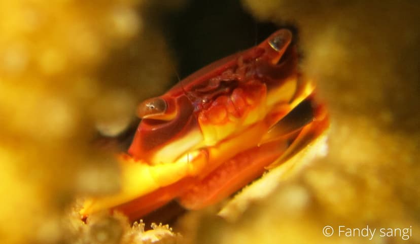 Yellow dot Guard crab (Trapezia cymodoce) | Lembeh Resort