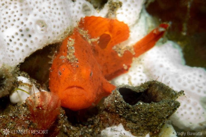 Discover 9 Species of Frogfish in Lembeh, Indonesia