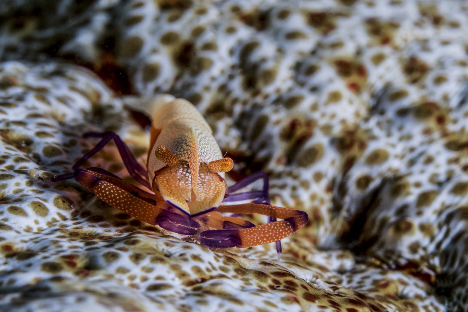 Why do Boxer Crabs Carry Anemones and Other Fun Critter Facts - Lembeh ...