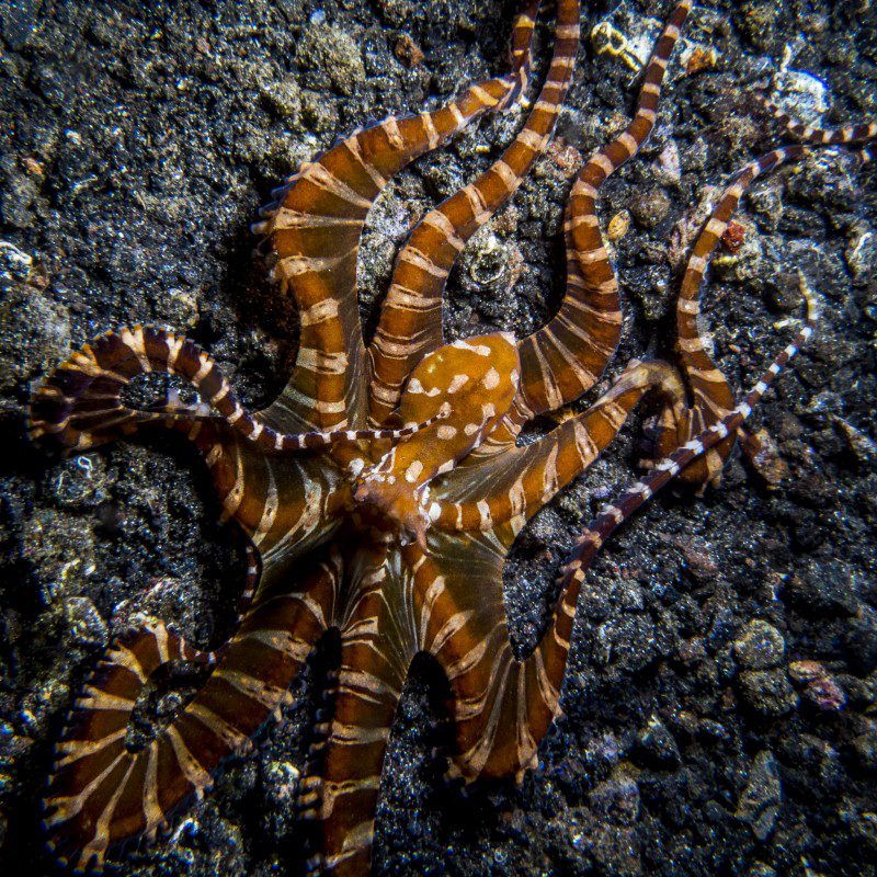 18 Richard Charlton Wunderpus octopus ( octopus photogenicus ) - Lembeh ...