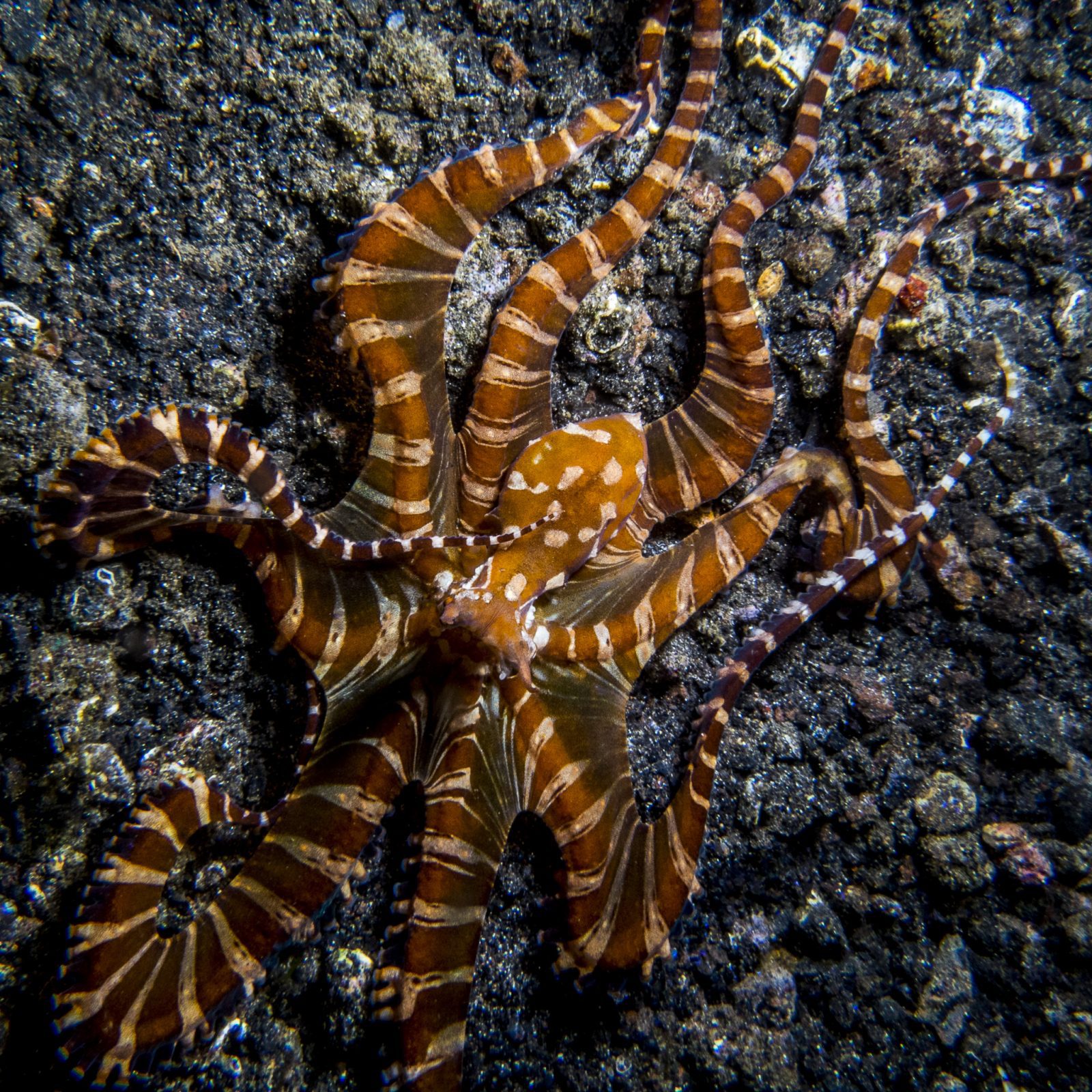 18 Richard Charlton Wunderpus octopus ( octopus photogenicus ) - Lembeh ...
