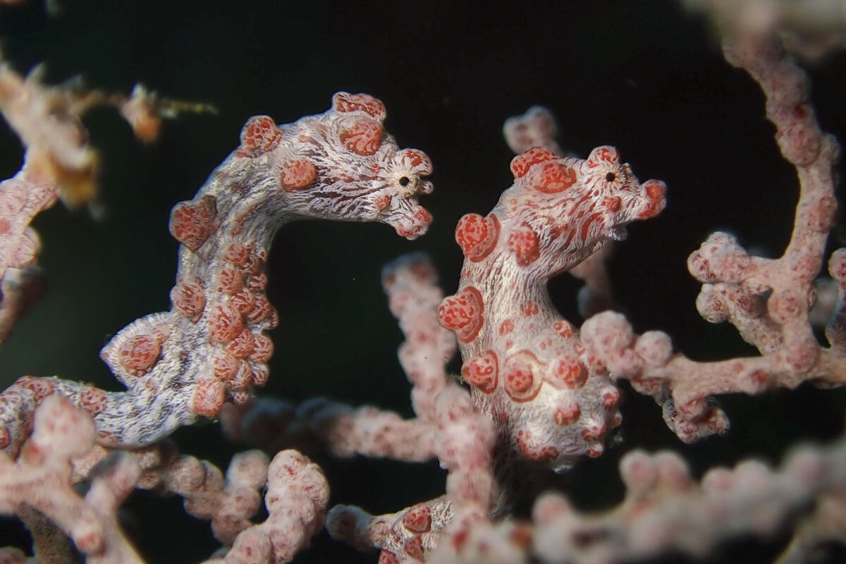 Pygmy Seahorses in the Lembeh Strait