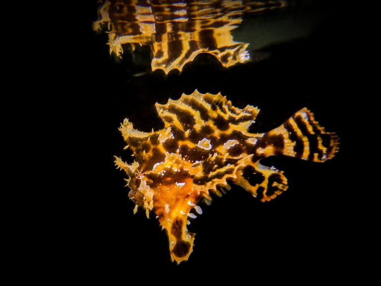 10 Fascinating Frogfish Facts by Lembeh Resort