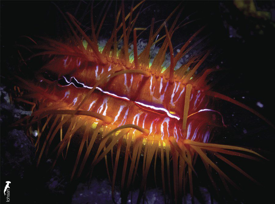 Exploring the Electric Clams in the Lembeh Strait
