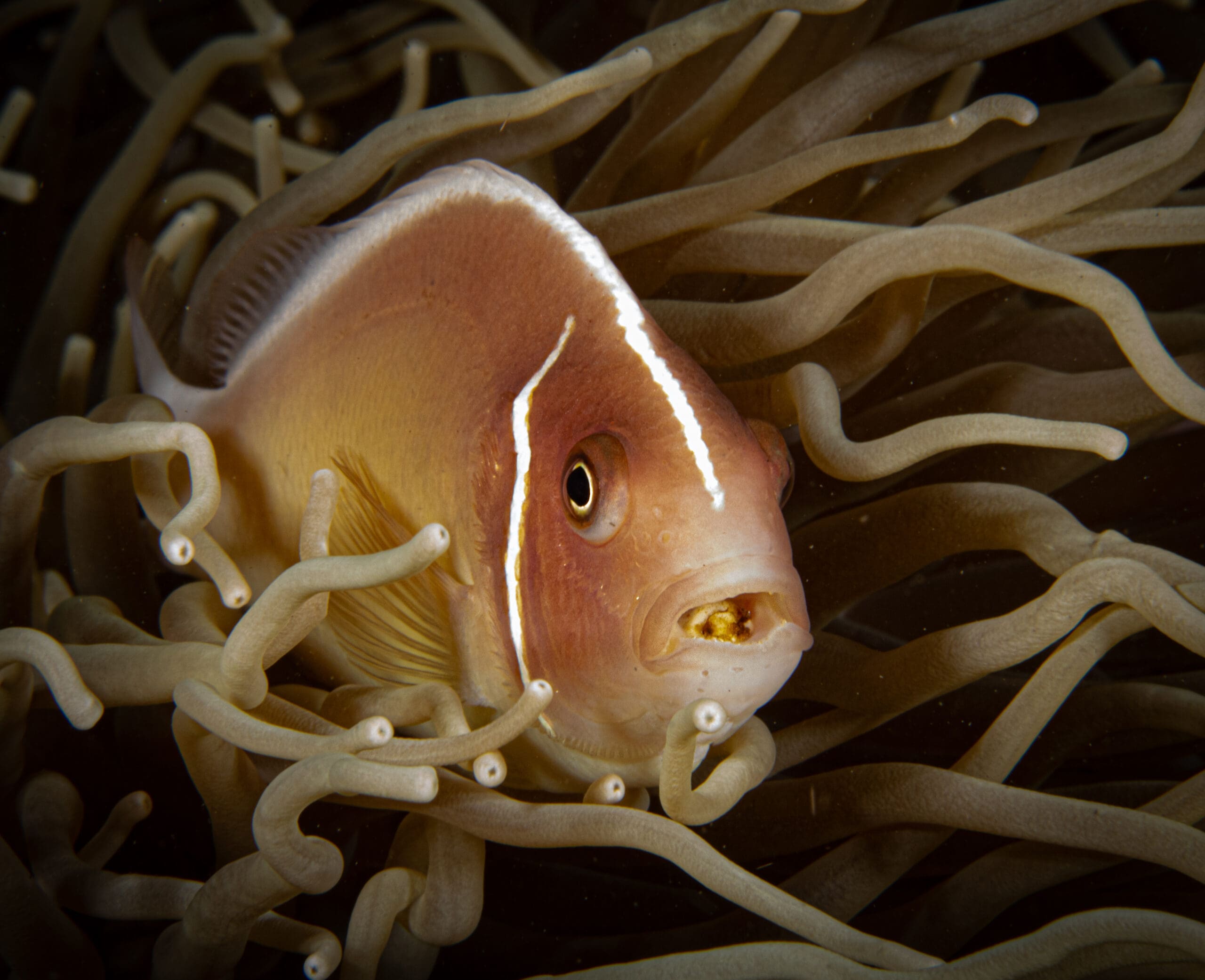 Sea Anemone Facts: All You Need to Know About Sea Anemones