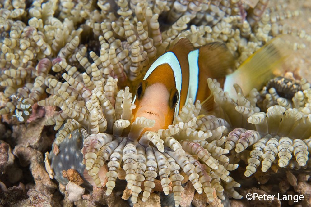 Sea Anemone Facts: All You Need to Know About Sea Anemones