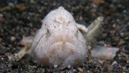 Hairy Frogfish Aren't Hairy - 10 Intriguing Hairy Frogfish Facts