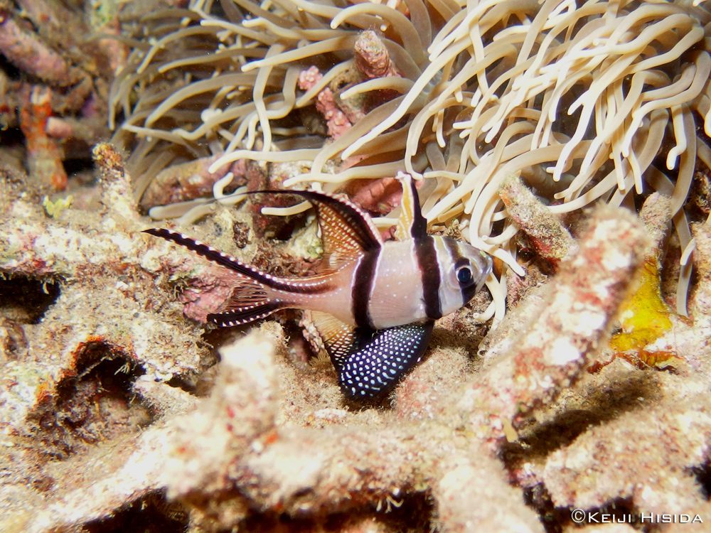 Get to Know The Cardinalfish in Lembeh Strait