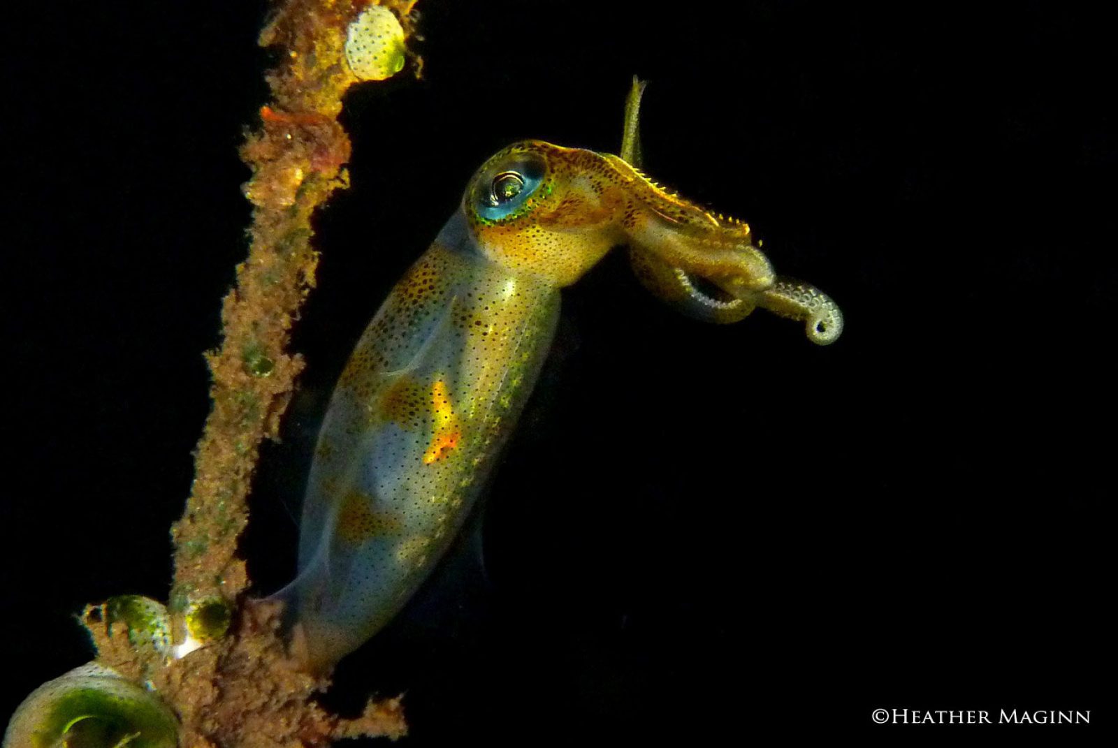 Encountering the Mesmerizing Bigfin Reef Squid at Lembeh