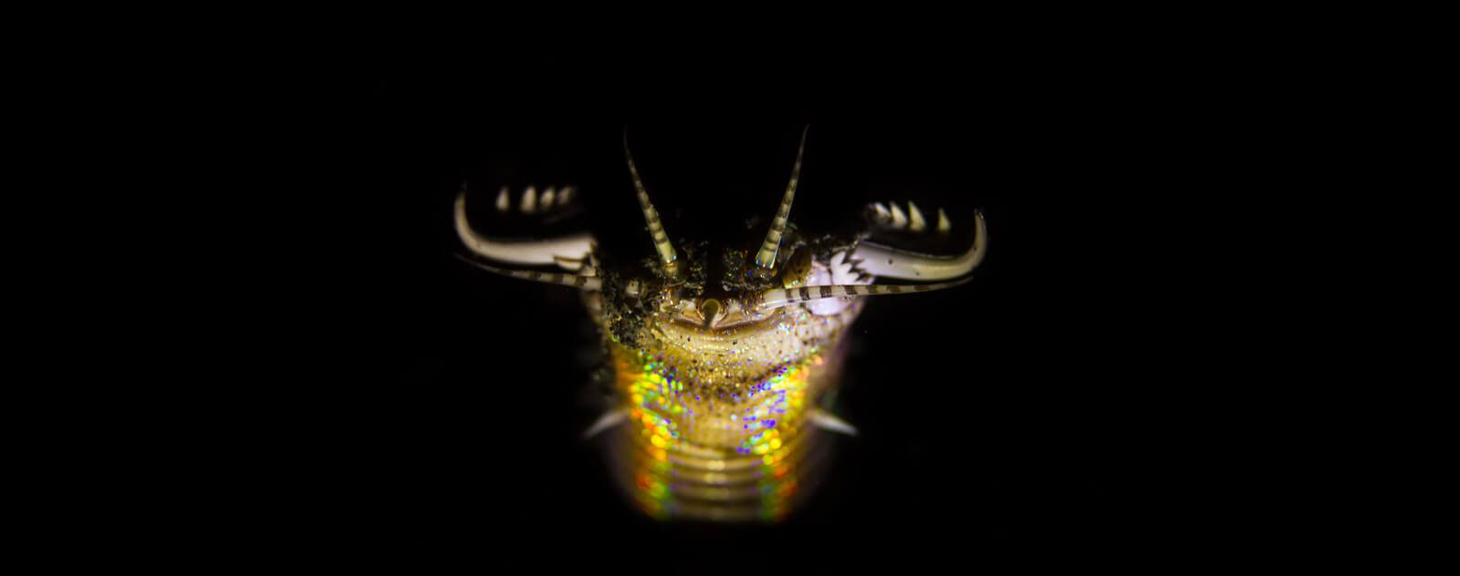 All About The Bobbit Worms: History, Hunting, Mating, & More