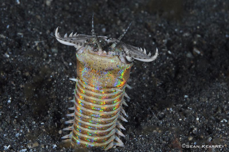 All About The Bobbit Worms: History, Hunting, Mating, & More