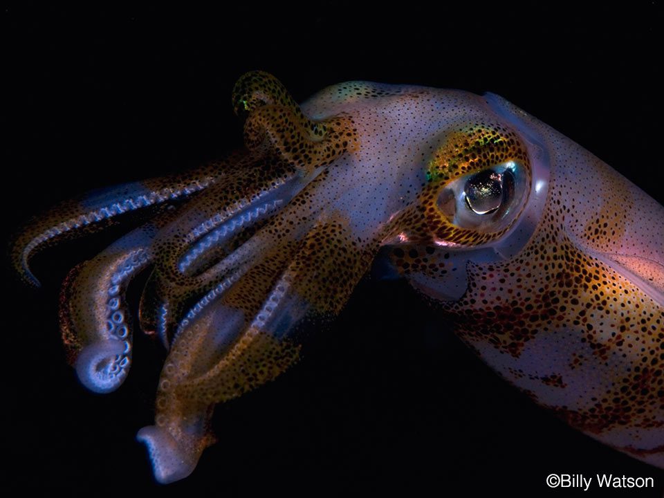 Encountering the Mesmerizing Bigfin Reef Squid at Lembeh