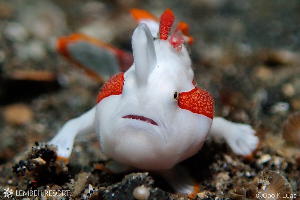 Discover 9 Species of Frogfish in Lembeh, Indonesia