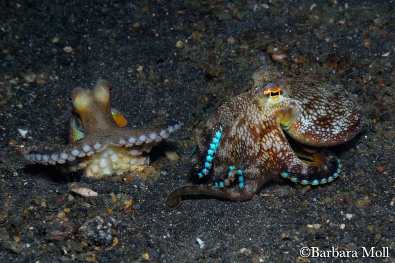 Coconut Octopus (Amphioctopus Marginatus) in Lembeh