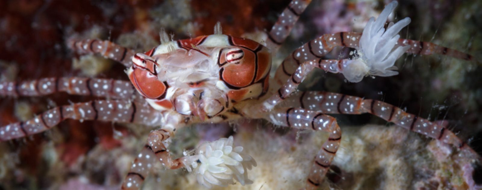 Why do Boxer Crabs Carry Anemones and Other Fun Critter Facts - Lembeh ...