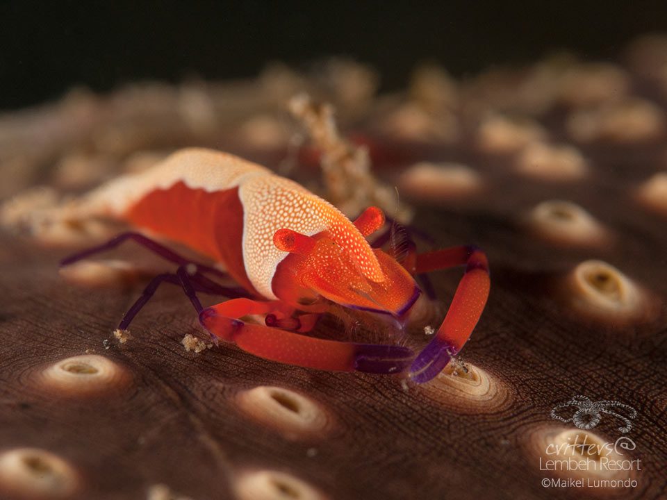 How Deep Are the Dives in the Lembeh Strait? - Lembeh Resort