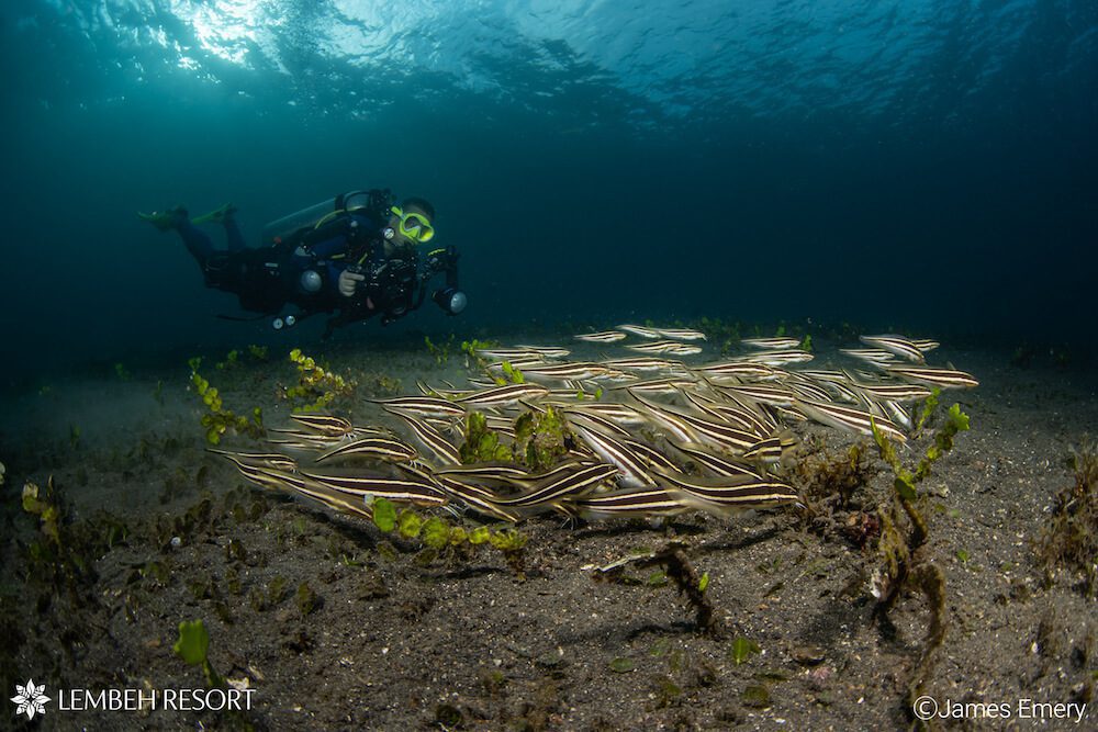 How Deep Are the Dives in the Lembeh Strait? - Lembeh Resort
