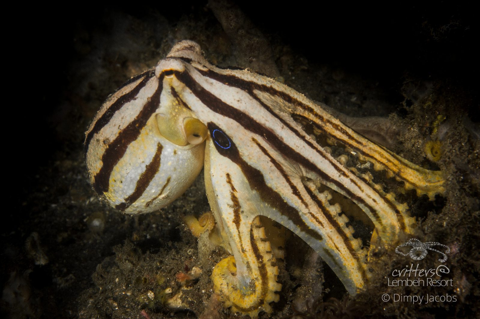 Unveiling the Unique Features of the Poison Ocellate Mototi Octopus