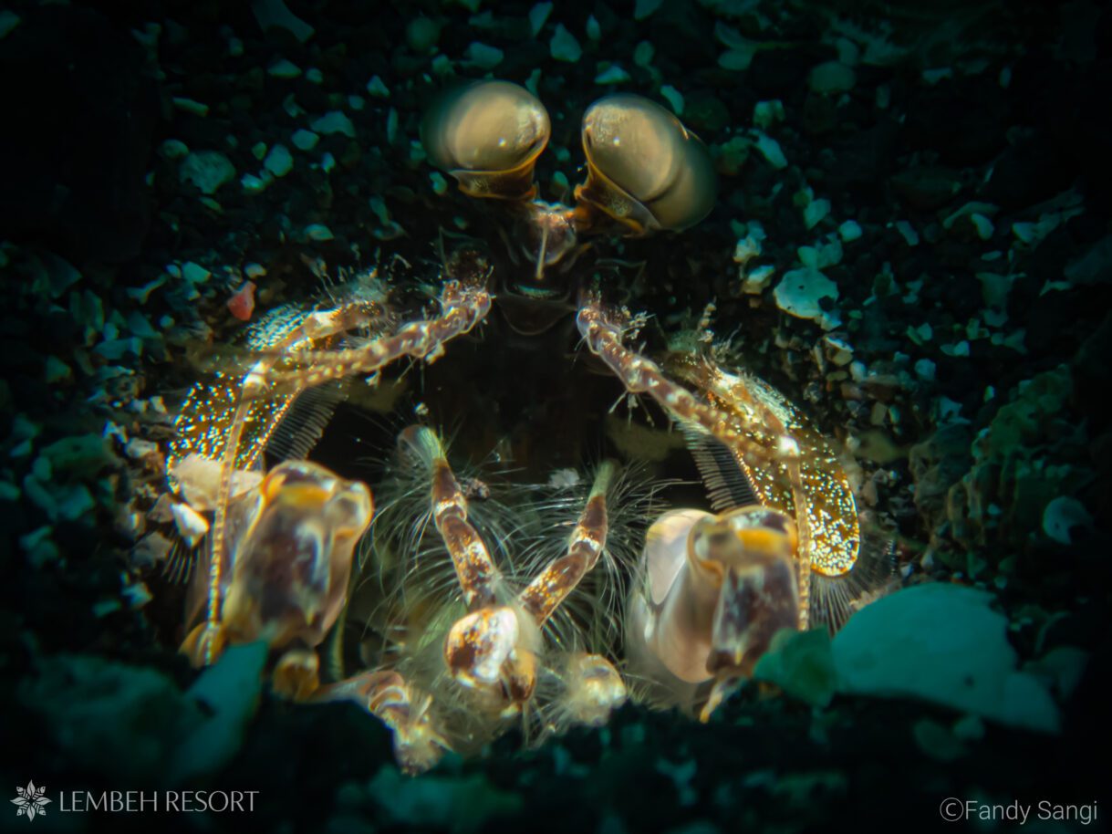 Colors and Combat: Exploring the Tiger Mantis Shrimp in Lembeh