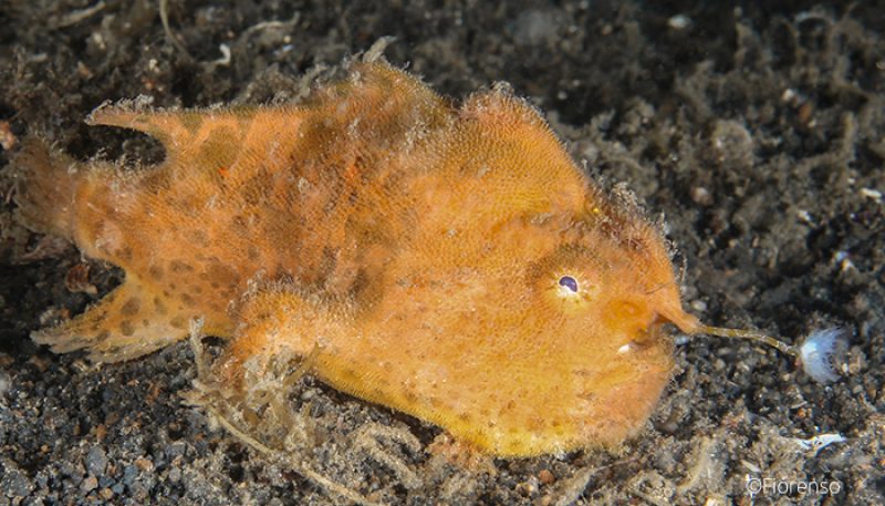 10 Fascinating Frogfish Facts by Lembeh Resort