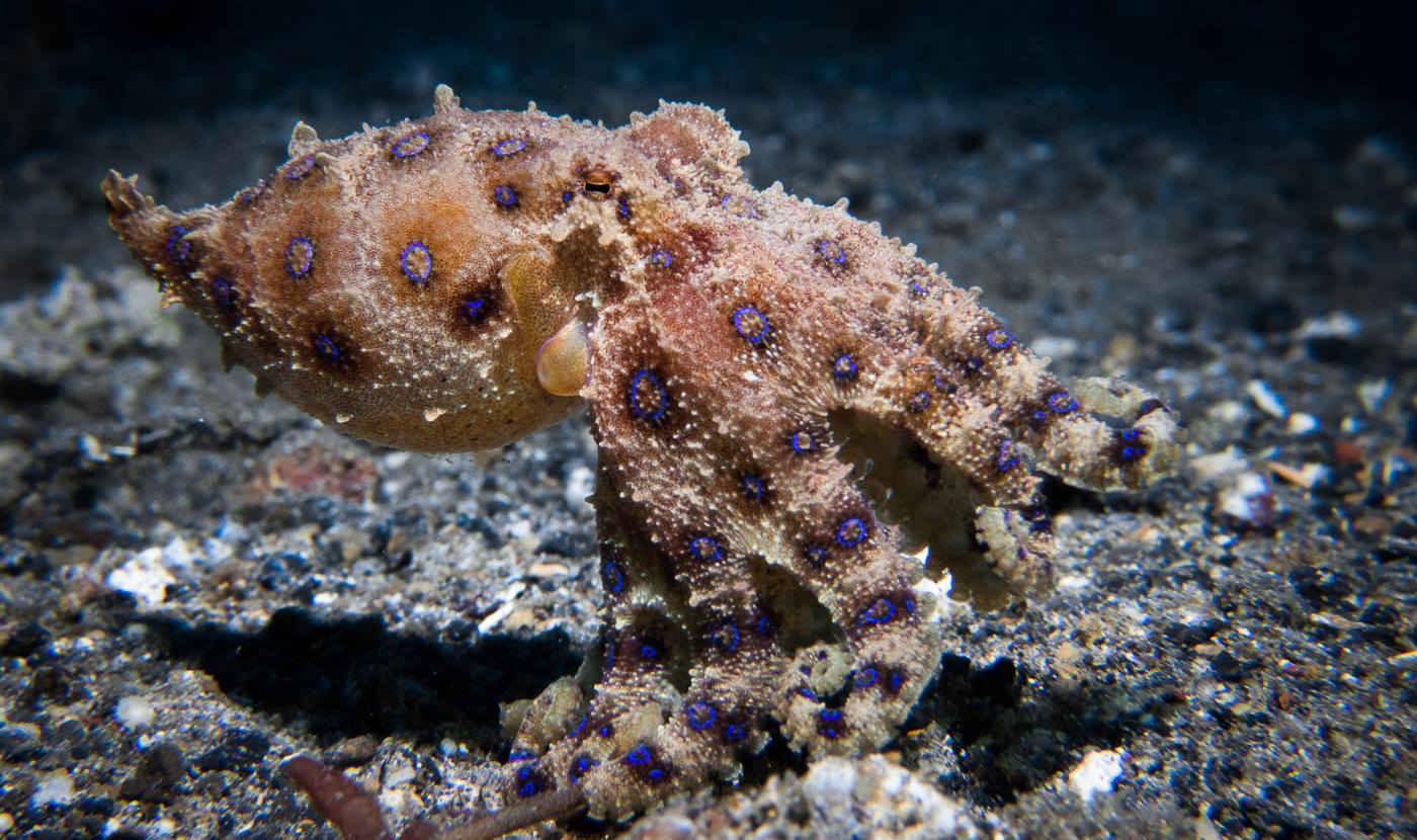 How Deep Are the Dives in the Lembeh Strait? - Lembeh Resort