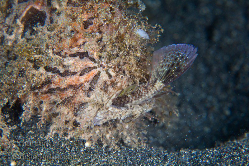10 Fascinating Frogfish Facts by Lembeh Resort