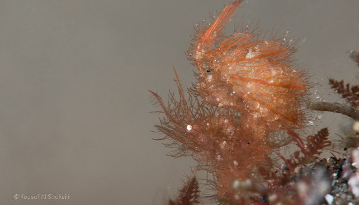 The Hairy Shrimp: Phycocaris Simulans