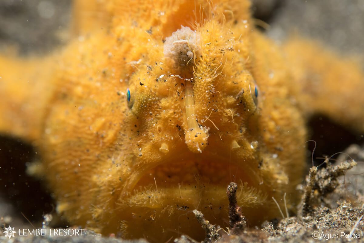 Discover 9 Species of Frogfish in Lembeh, Indonesia