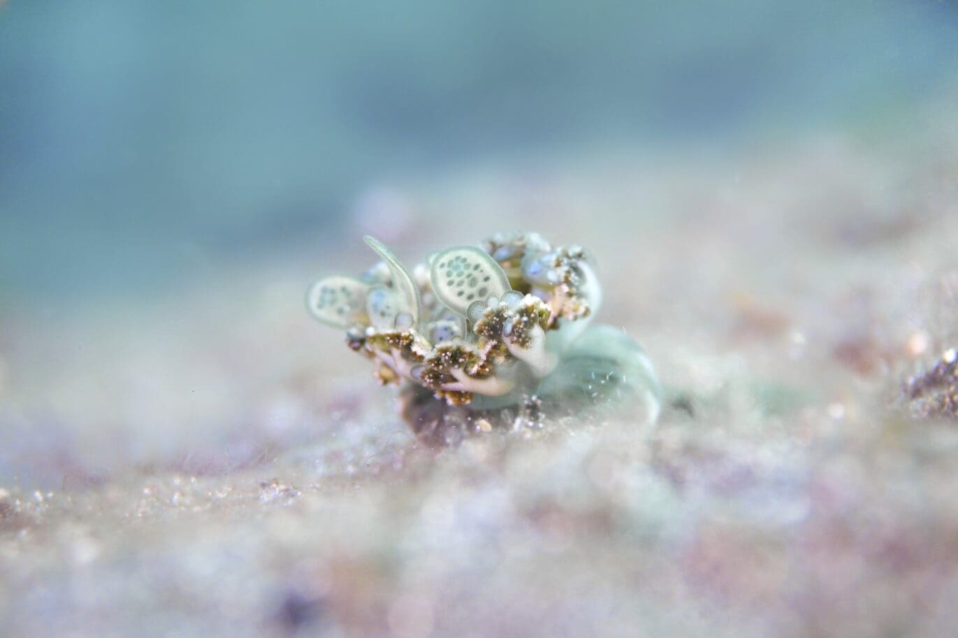 Why do Boxer Crabs Carry Anemones and Other Fun Critter Facts - Lembeh ...