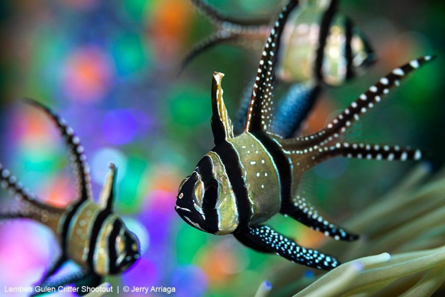 What is the Wallace Line in Indonesia? - Lembeh Resort & Spa