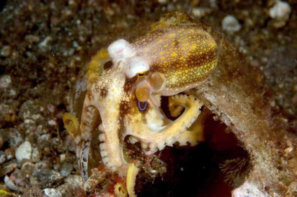 Unveiling the Unique Features of the Poison Ocellate Mototi Octopus
