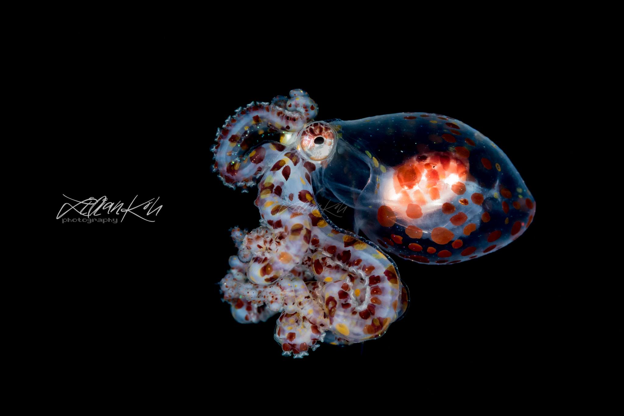 Inspirational Women in Underwater Photography