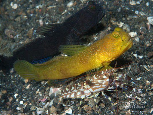 Lembeh Resort - Blind Shrimp with goby - Lembeh Strait - Lembeh Resort ...