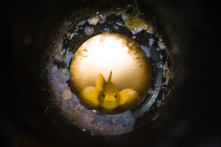 Lembeh_Fish-4_GregOrnate goby ( lubricogobius ornatus ) - Lembeh Resort ...