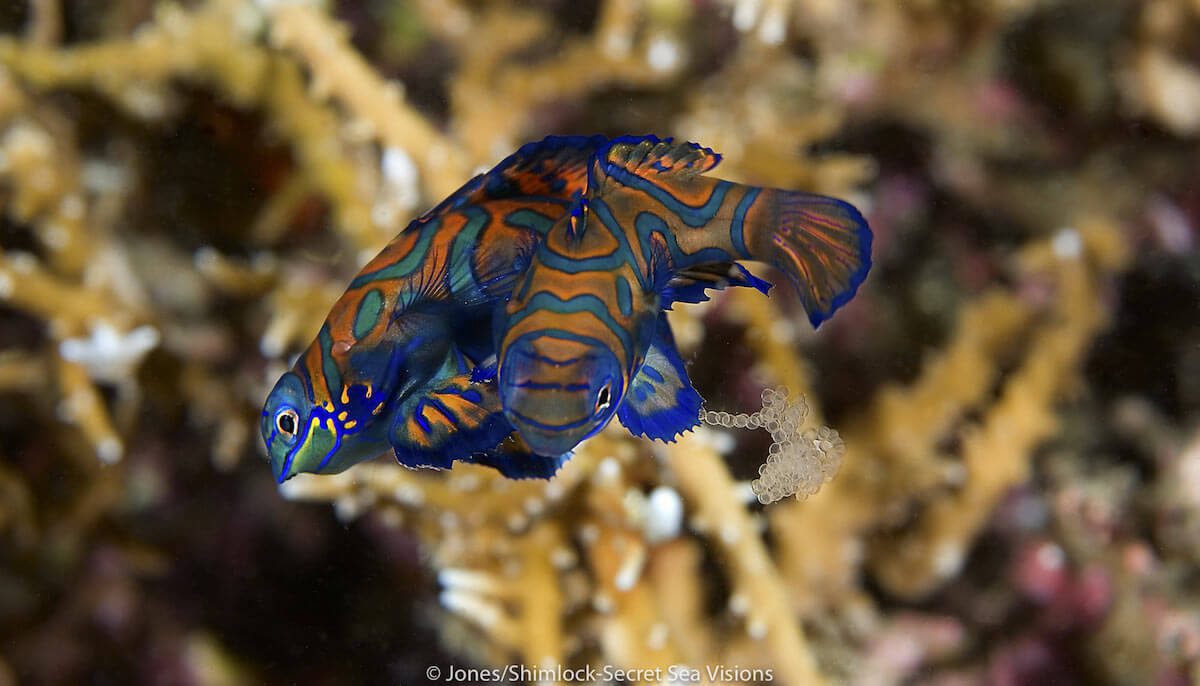 Mandarin Fish | Critters of the Lembeh Strait
