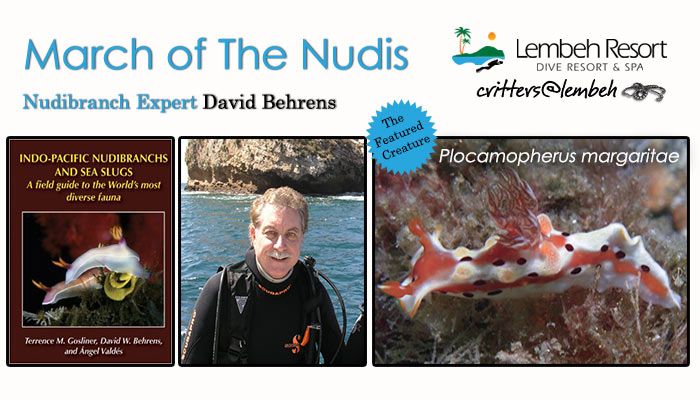 March of the Nudis! - Lembeh Resort Dive Resort & Spa in Lembeh Strait ...