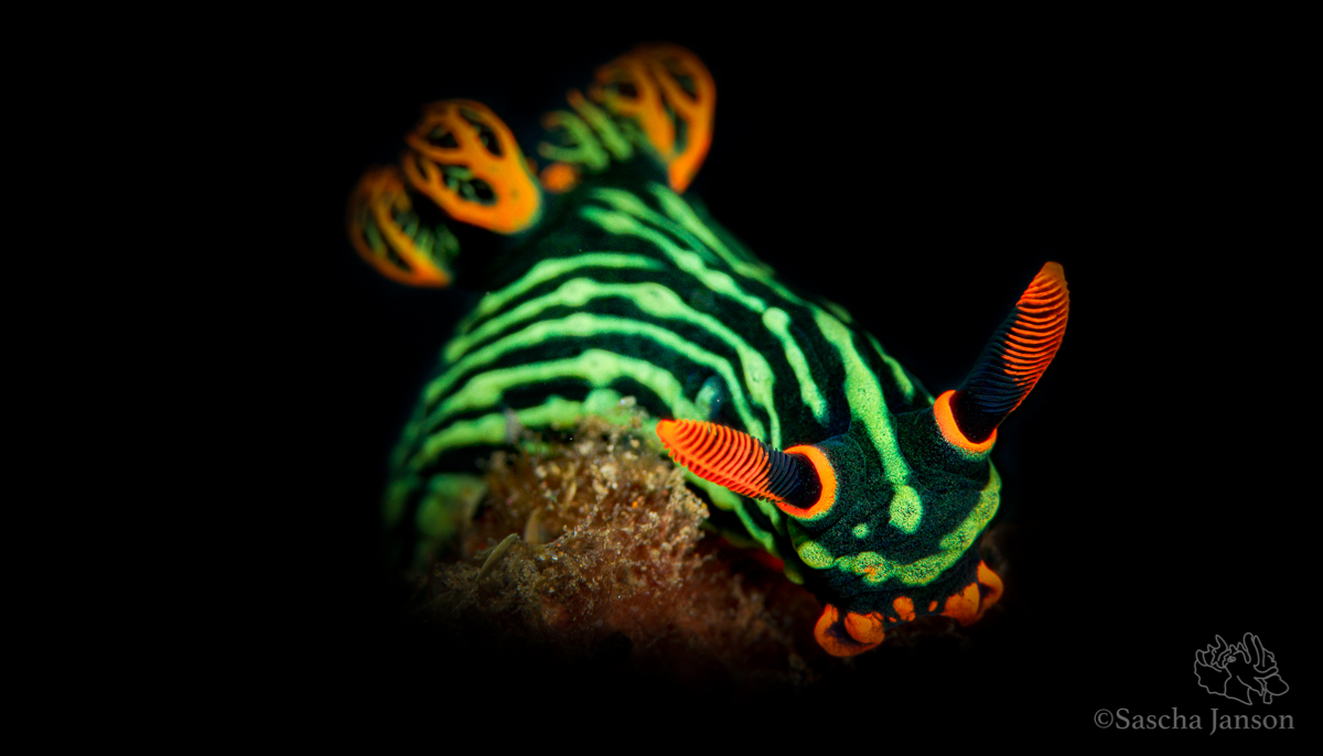 March of the Nudis! - Part II - Lembeh Resort Dive Resort & Spa in ...