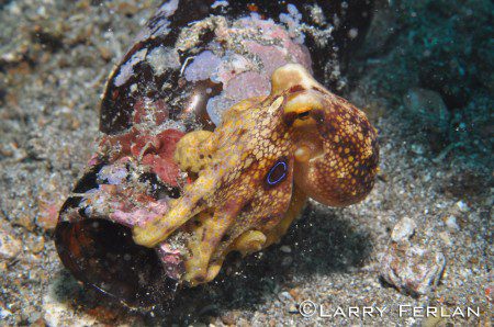 Unveiling the Unique Features of the Poison Ocellate Mototi Octopus