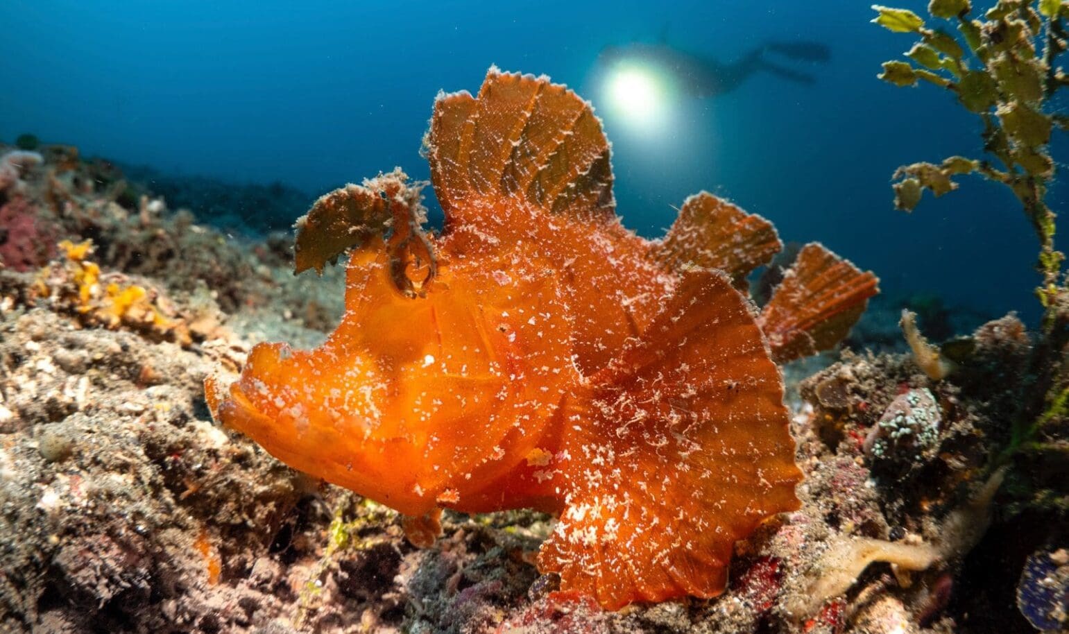 Wide-angle Underwater Photography at Lembeh Resort